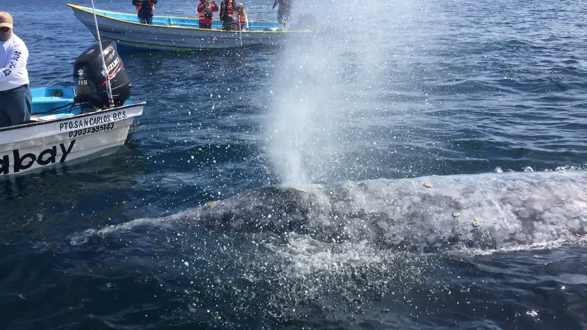 whale spray | WOW! Travel Club